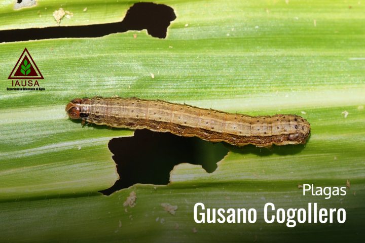 Características del gusano cogollero – IAUSA