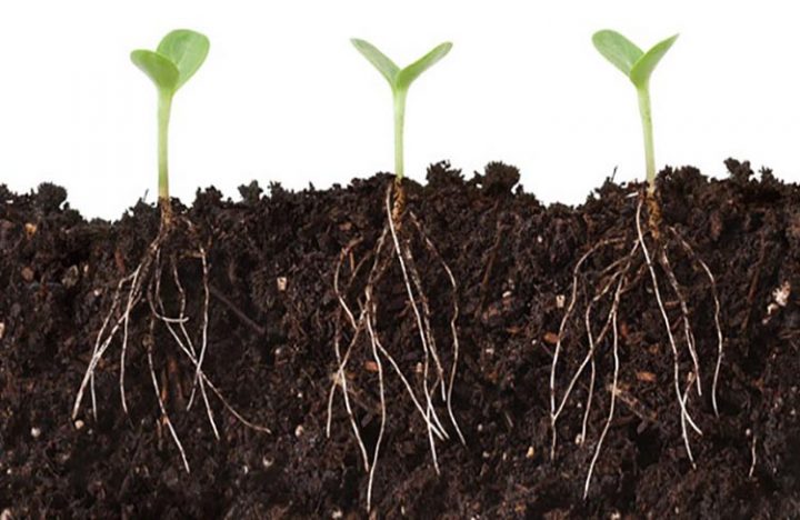 ¿Qué es un enraizante? – IAUSA