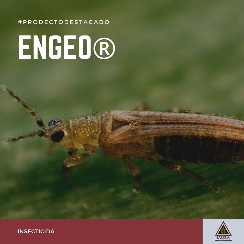 Engeo – Insecticida agrícola de amplio espectro – IAUSA